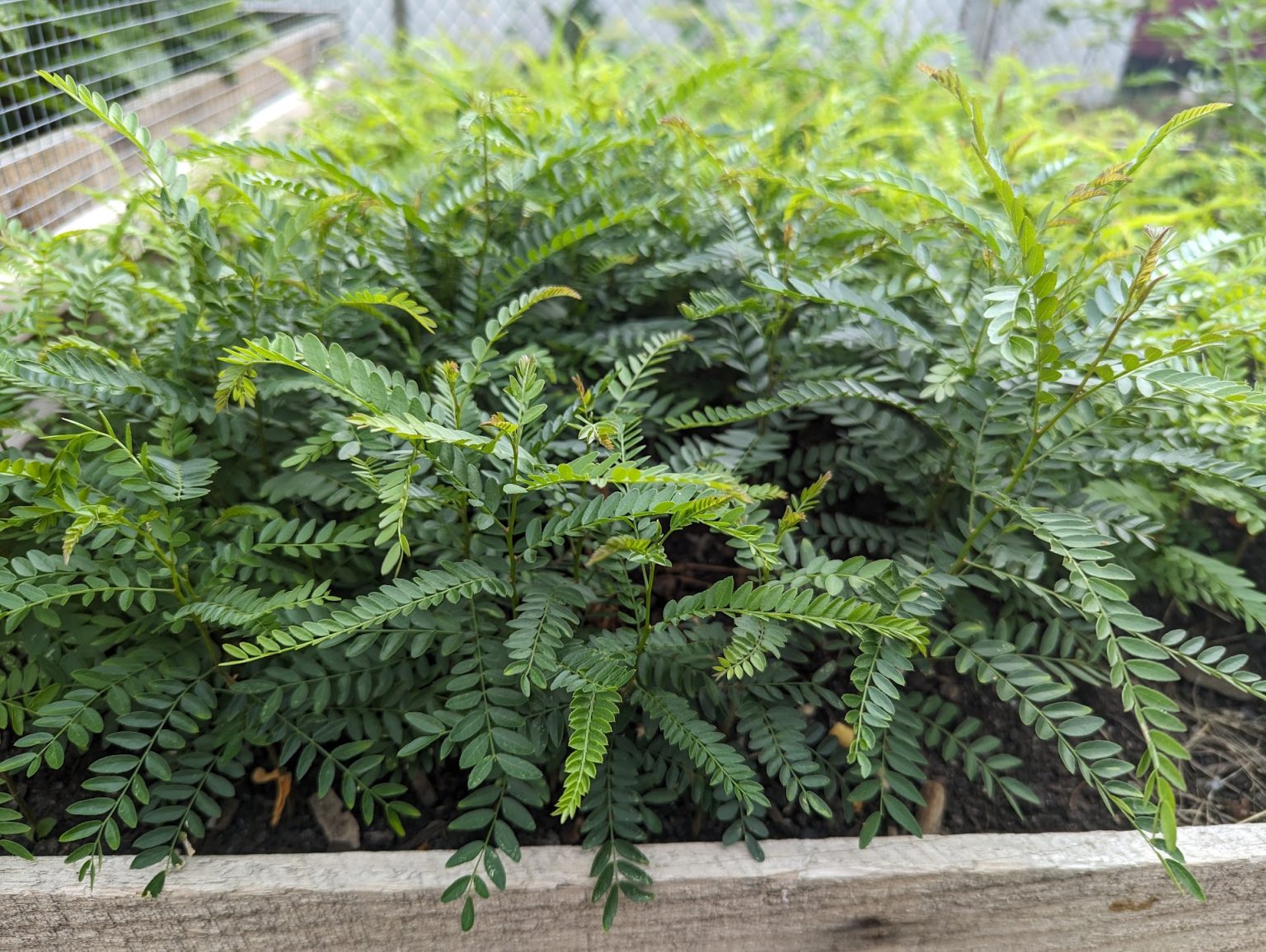 Honey Locust – Thornless – The Bronx Edible Nursery